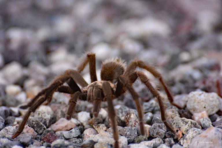 Noga za nogą - Tarantula, Nevada, USA - Zapiski Obieżyświatki