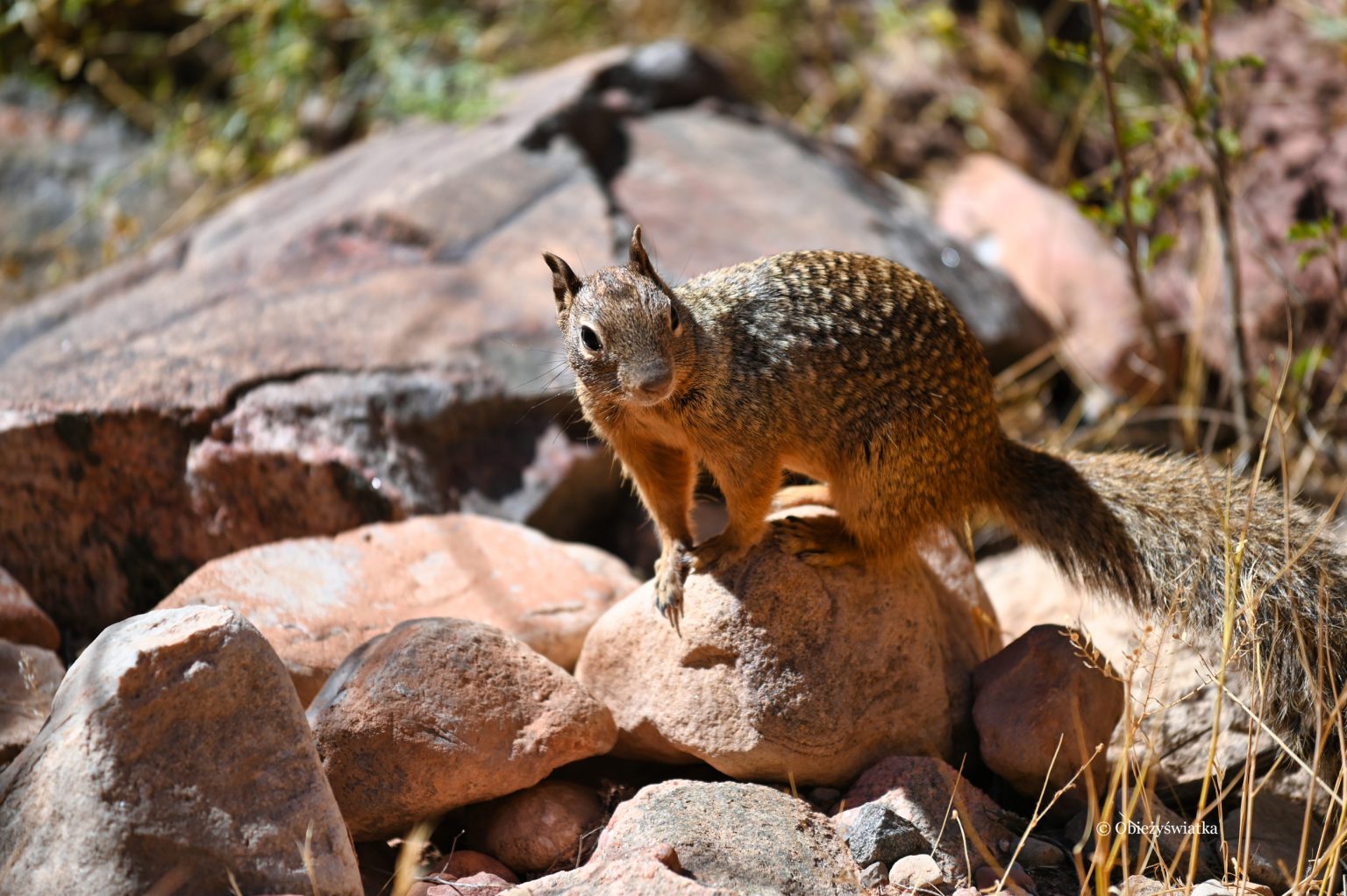 Susłouch skalny w Wielkim Kanionie - Rock Squirrel, Grand Canyon ...
